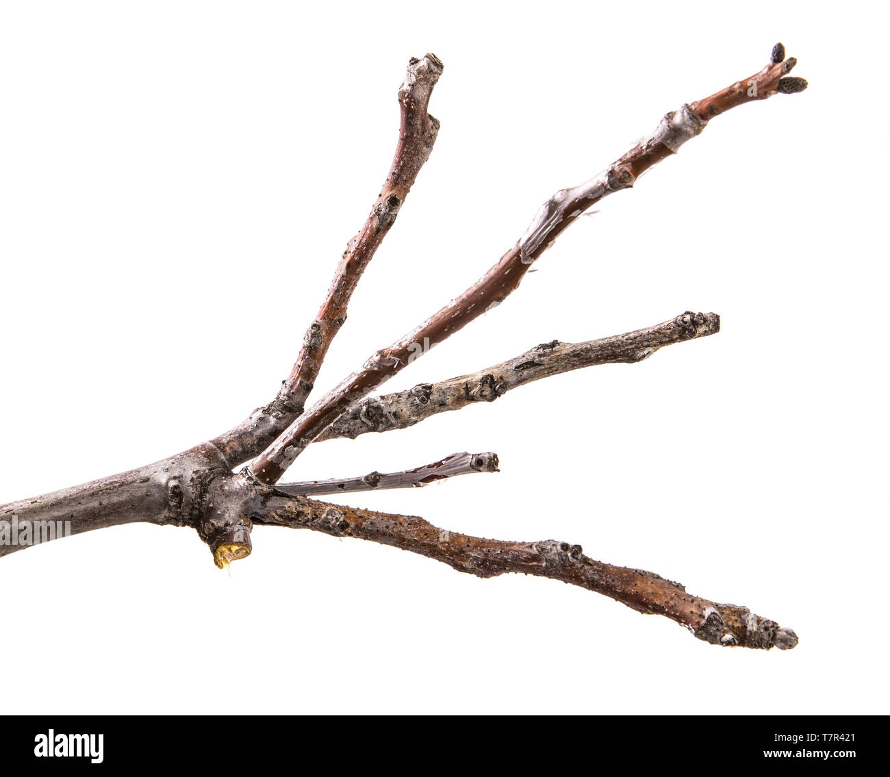 dry branch of a walnut tree. isolated on white Stock Photo - Alamy