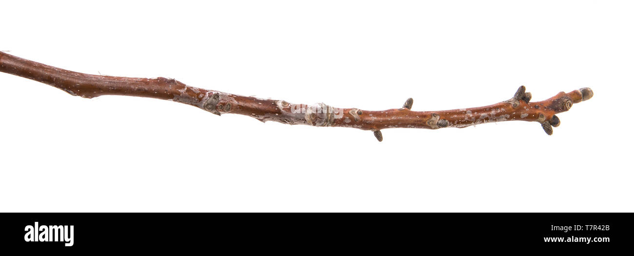 dry branch of a walnut tree. isolated on white Stock Photo - Alamy