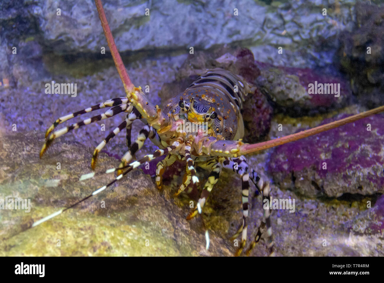 colorful spiny lobster in natural underwater ambiance Stock Photo - Alamy