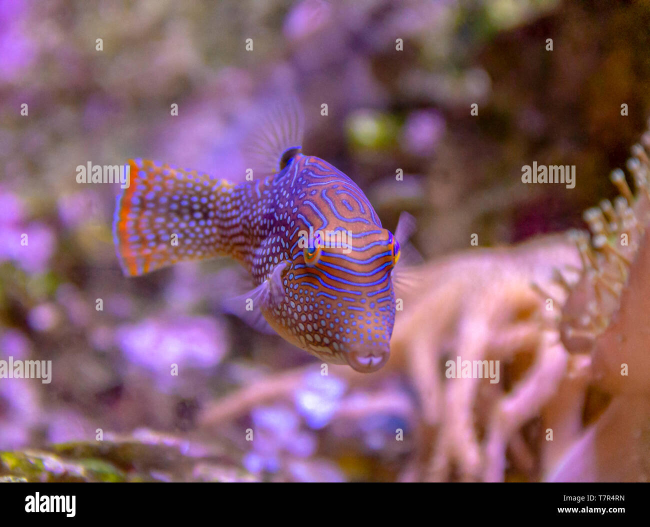 colorful striped pufferfish in natural ambiance Stock Photo - Alamy