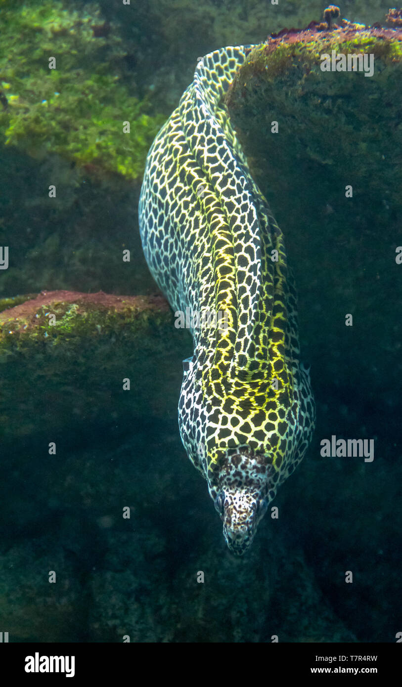 Honeycomb Leopard Moray Eel Gymnothorax High Resolution Stock ...