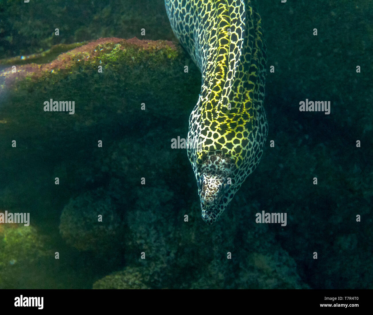 Leopard eel hi-res stock photography and images - Alamy