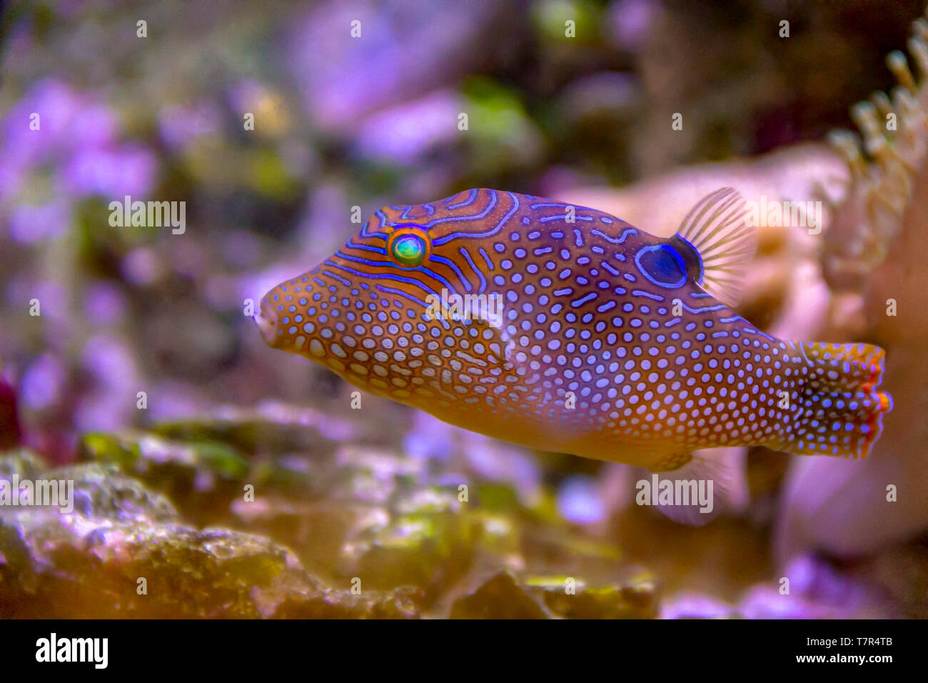 colorful dotted pufferfish in natural ambiance Stock Photo - Alamy