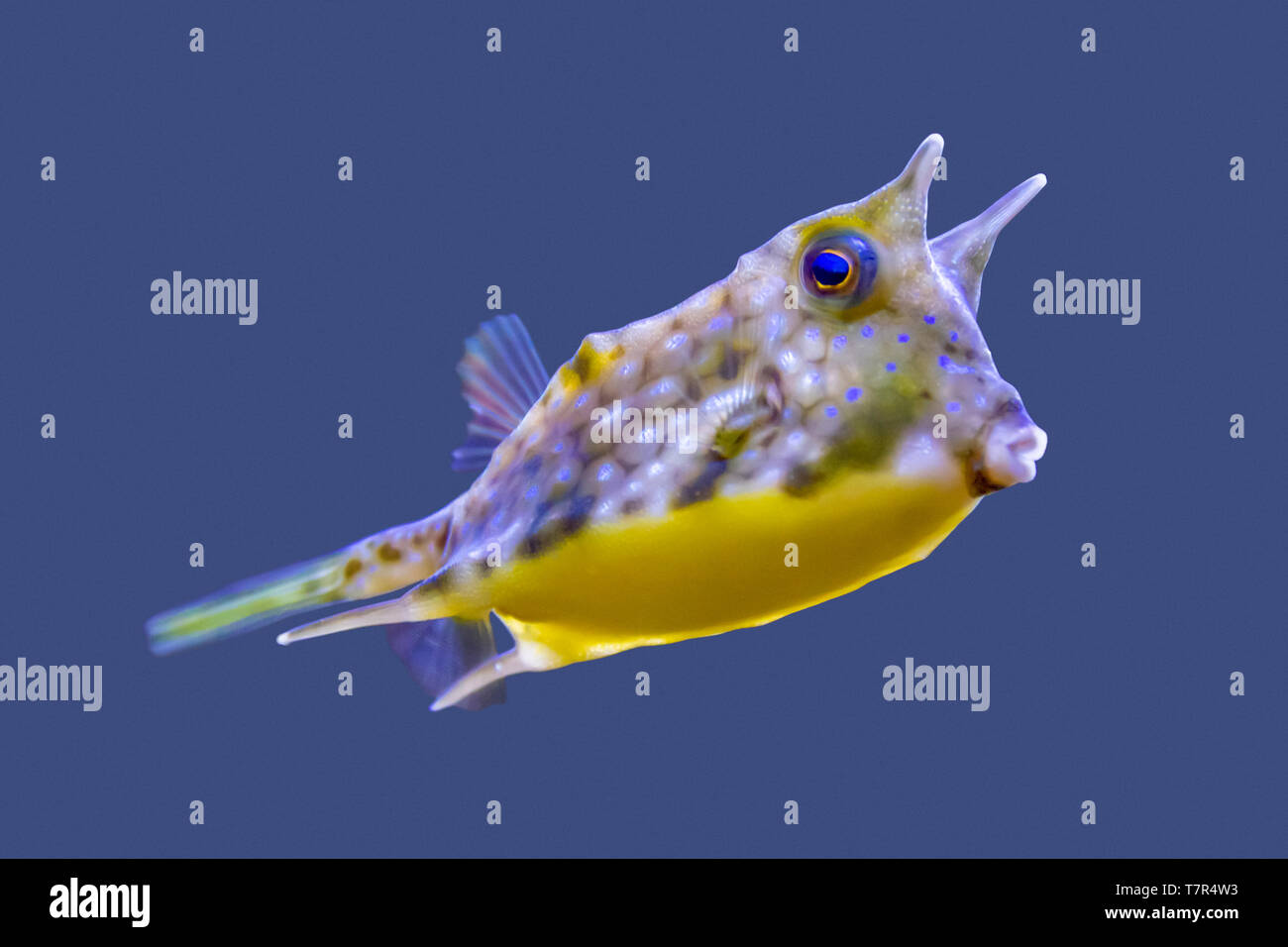 Blue spotted boxfish hi-res stock photography and images - Alamy