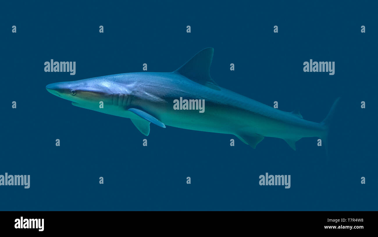 underwater scenery showing s shark in dark blue aquatic ambiance Stock ...