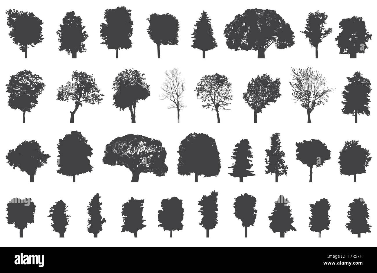 Forest maple birch trees Stock Vector Images - Alamy