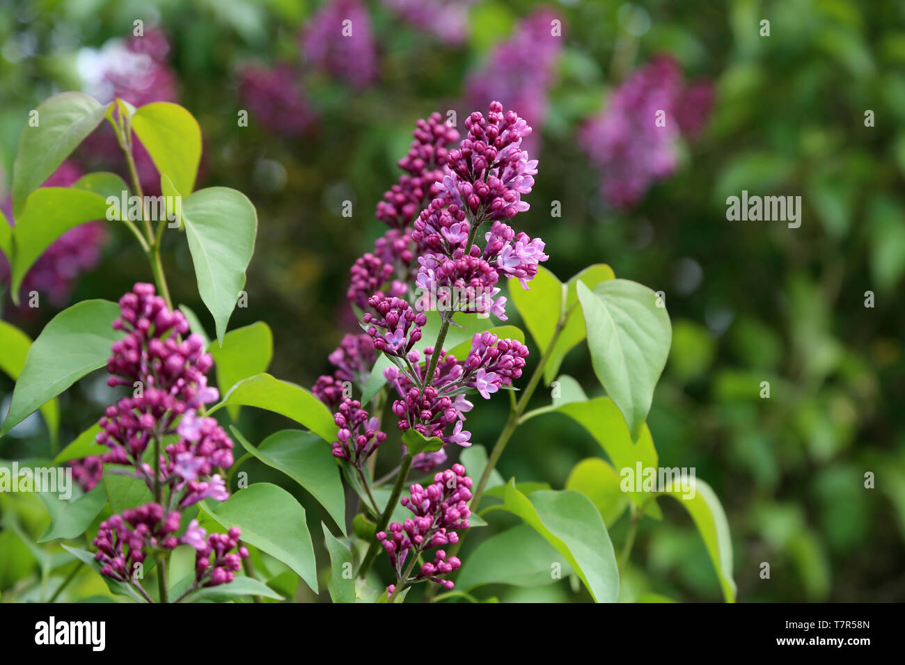 Spring. Blooming lilacs in the town park Stock Photo - Alamy