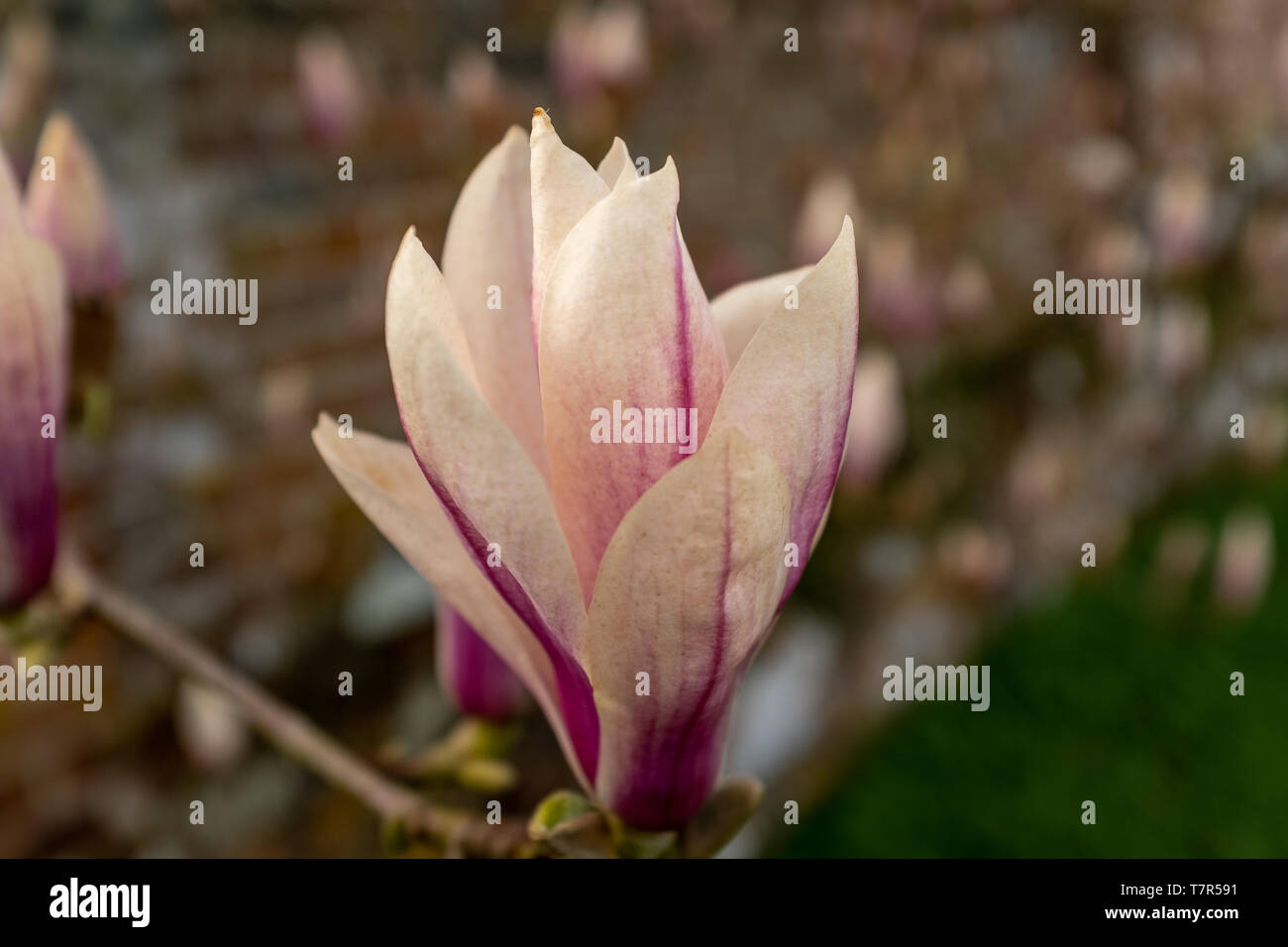 A close up of single Magnolia Satisfaction flower head, Latin name ...