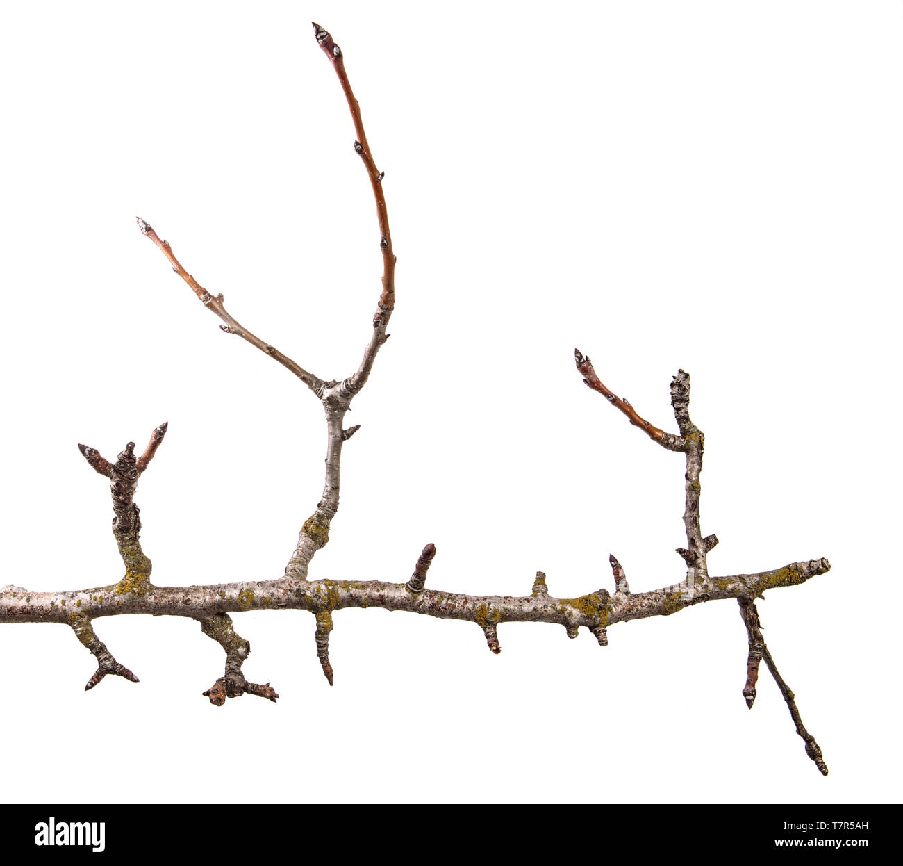 dry pear tree branch with cracked bark. isolated on white Stock Photo ...
