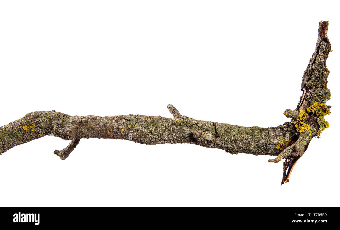 dry pear tree branch with cracked bark. isolated on white Stock Photo ...