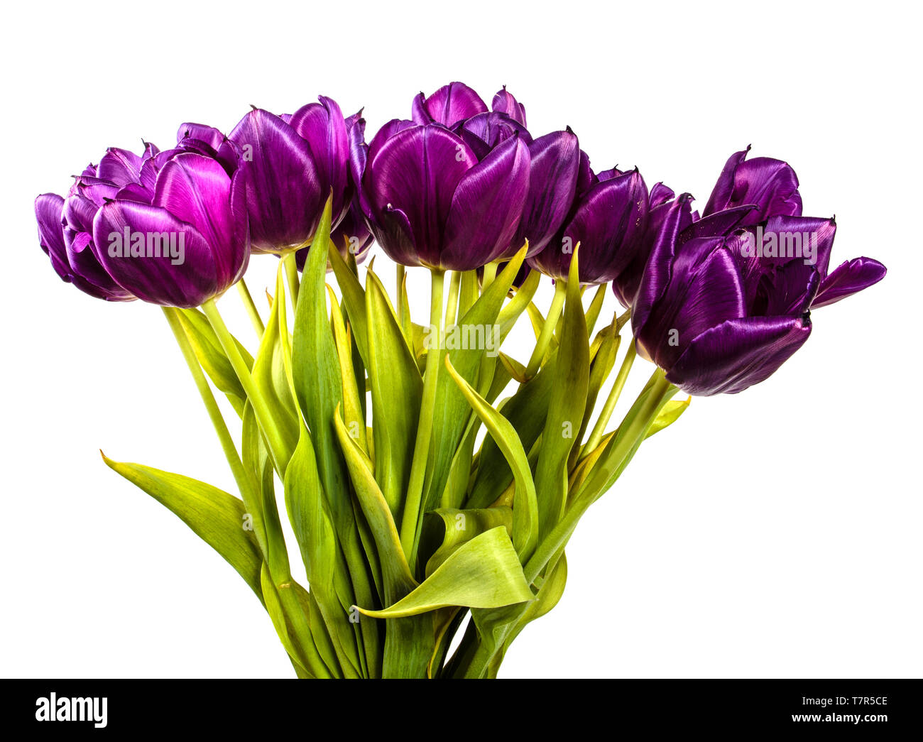 bouquet of beautiful purple tulips. isolated on white Stock Photo - Alamy