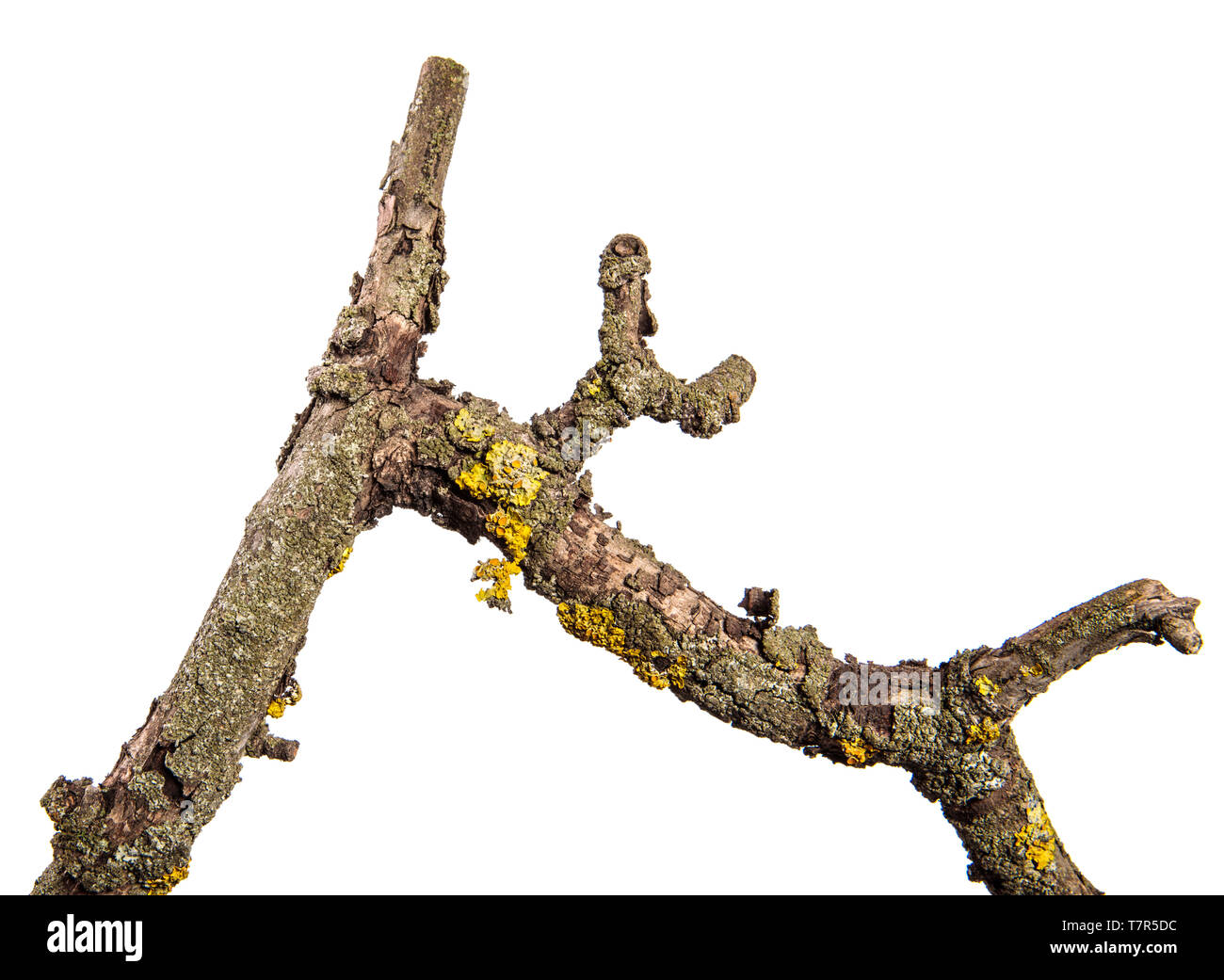 Part of a dry pear tree branch with cracked bark. isolated on white ...