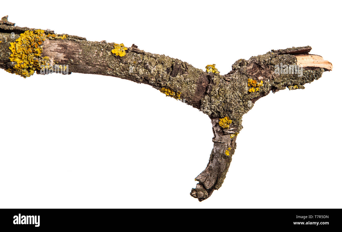 dry pear tree branch with cracked bark. isolated on white Stock Photo ...