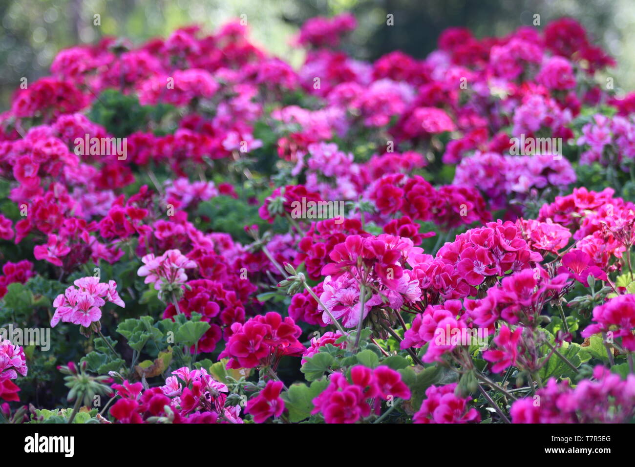 Tons of flowers hi-res stock photography and images - Alamy
