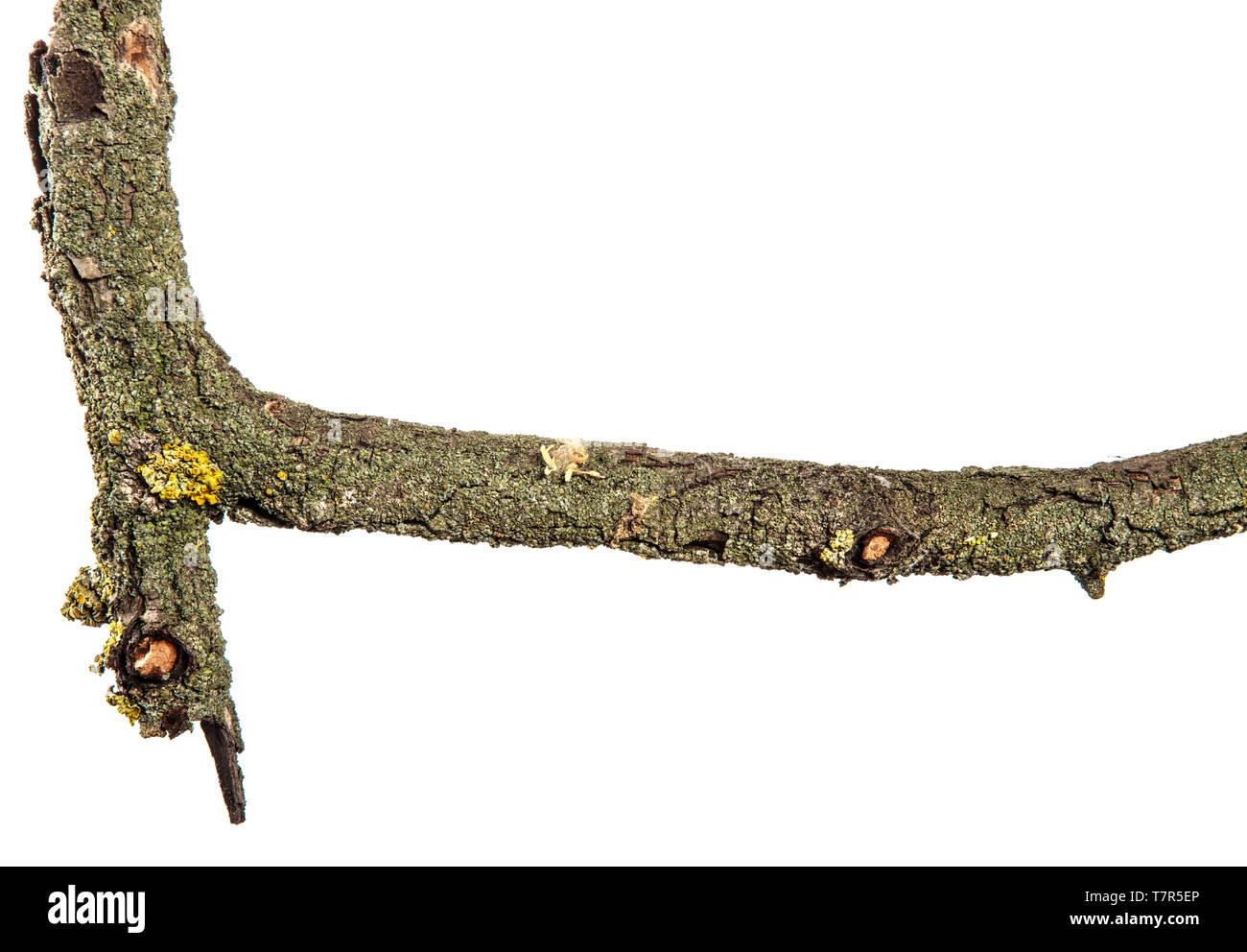 Part of a dry pear tree branch with cracked bark. isolated on white ...