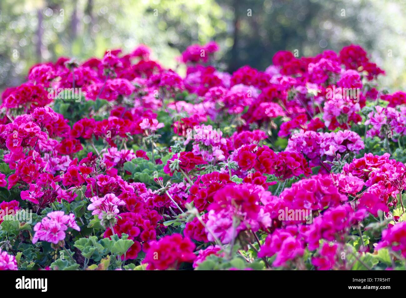 Spring flowers in full bloom Stock Photo - Alamy