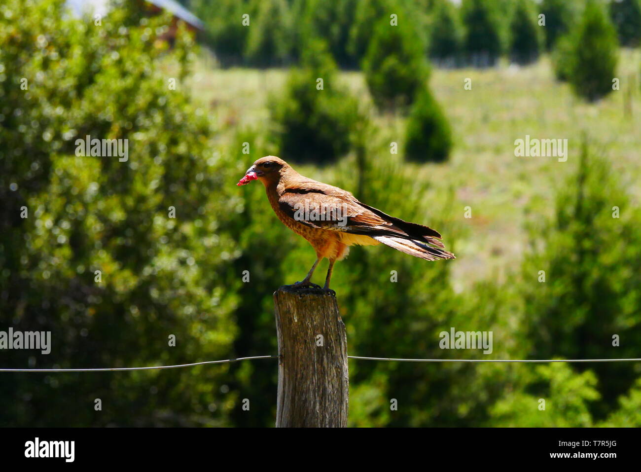 Tiuque hi-res stock photography and images - Alamy