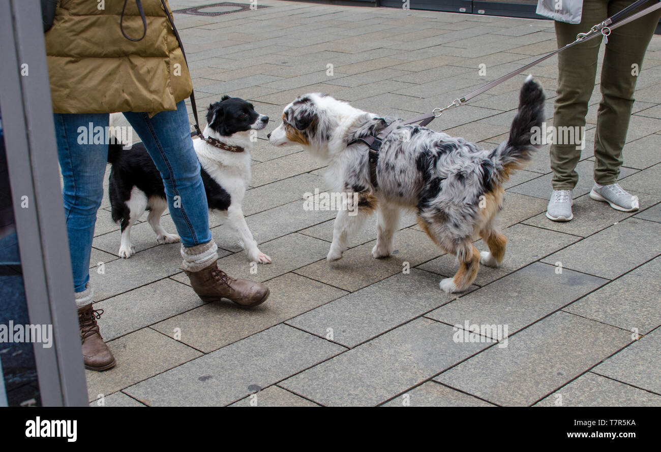 Black dog walking two small dogs hi-res stock photography and images ...