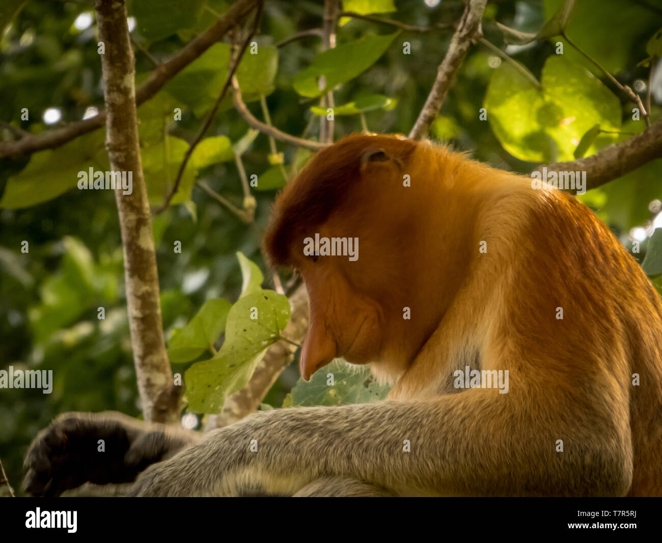 A close up of the rare and beautiful single proboscis monkey with it's ...