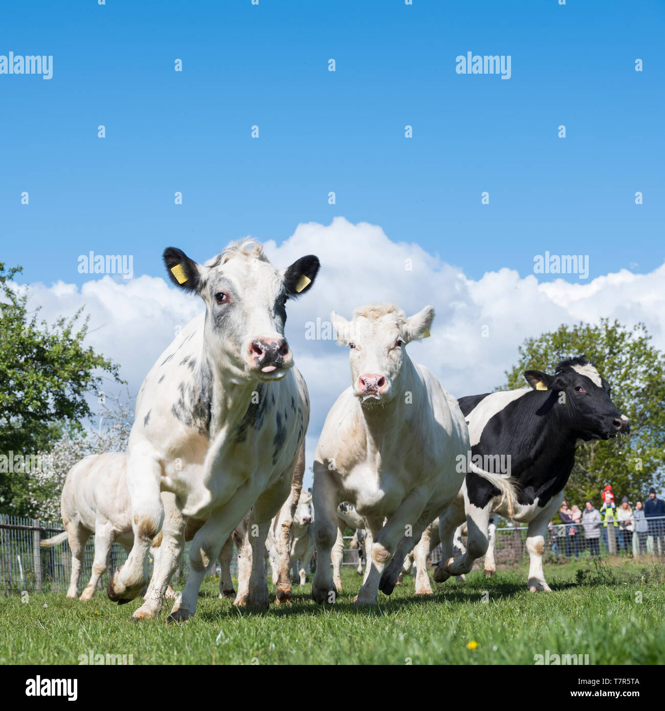 De Bilt, Netherlands, 4 may 2019: cows dance and run into meadow on ...