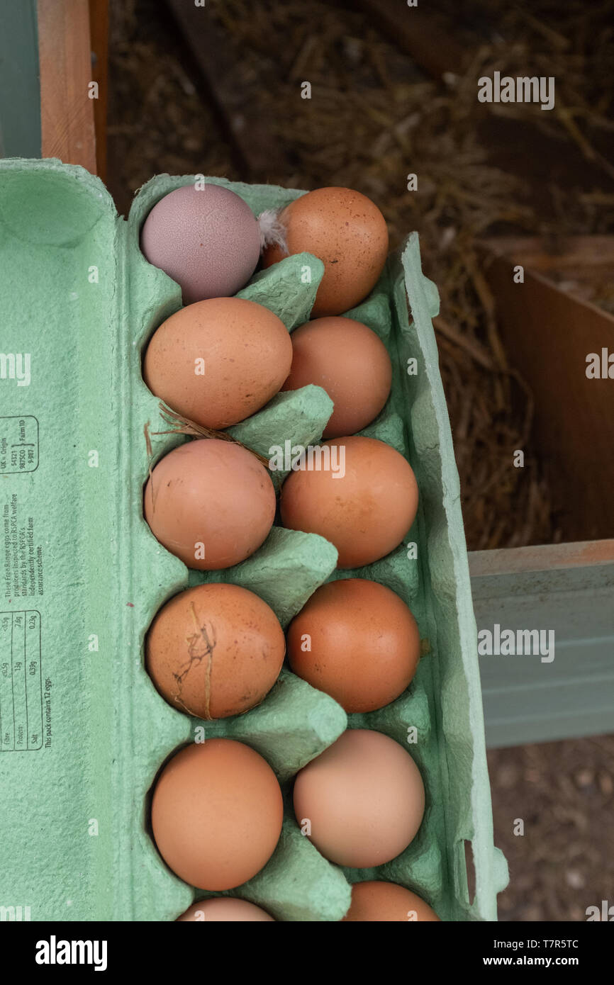 Hen sitting egg hi-res stock photography and images - Alamy