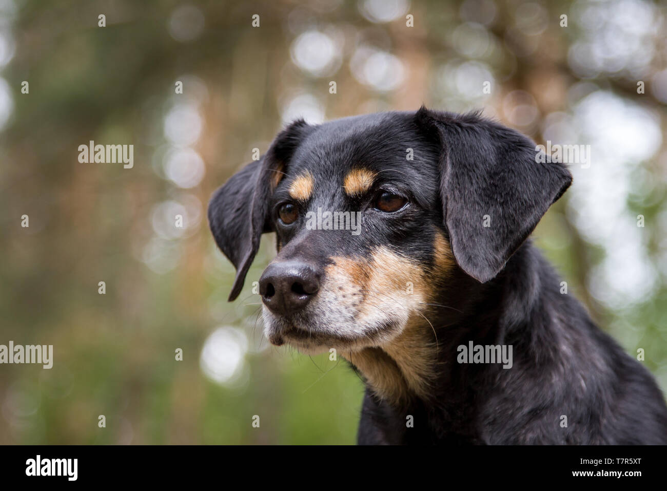 österreichischer hi-res stock photography and images - Alamy