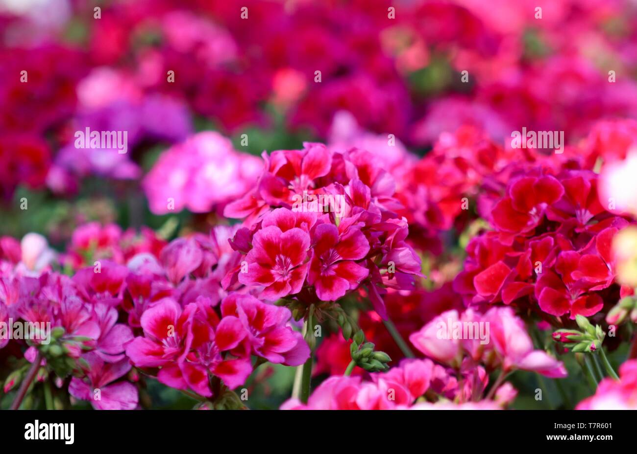 Spring flowers in full bloom Stock Photo - Alamy