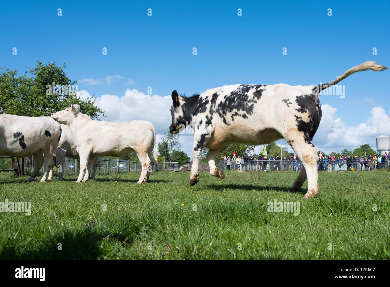 Funny cow dance hi-res stock photography and images - Alamy