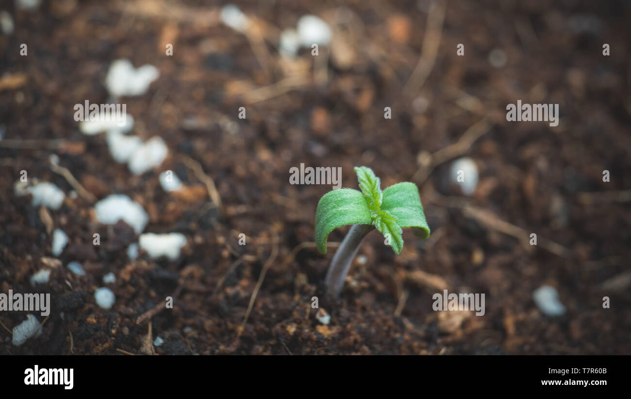 Sprout cannabis growing indoors hi-res stock photography and images - Alamy