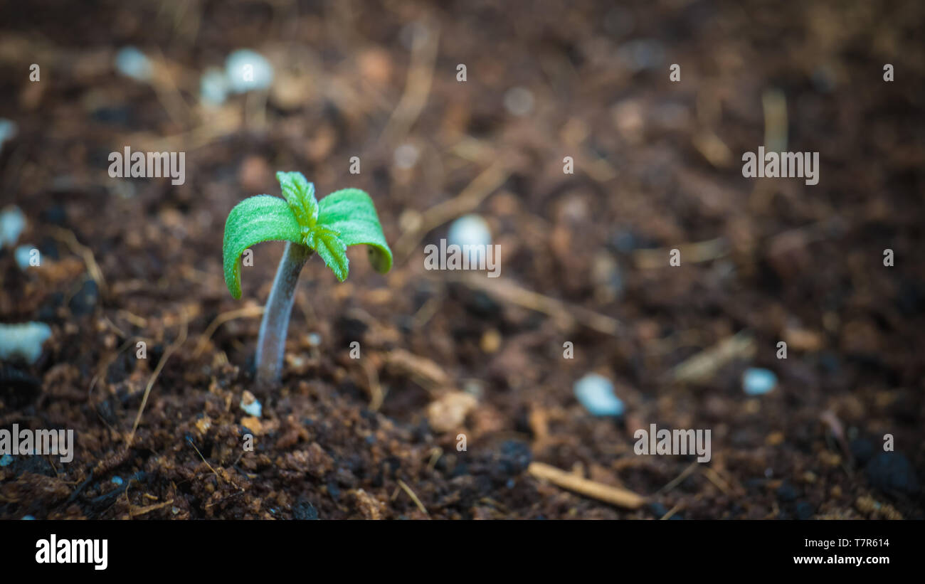 Cannabis sprout hi-res stock photography and images - Alamy
