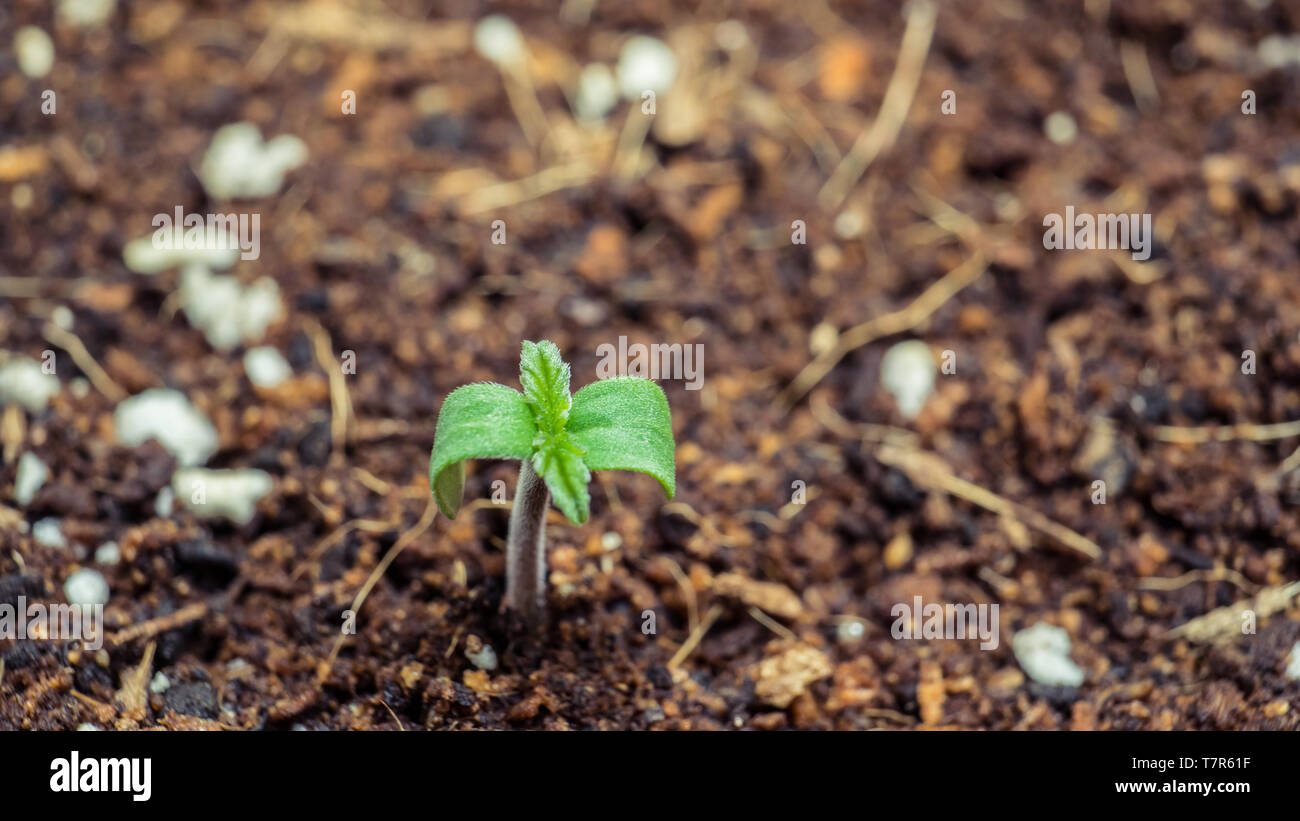 Sprout of marijuana plant growing indoor, close-up. Medical cannabis ...