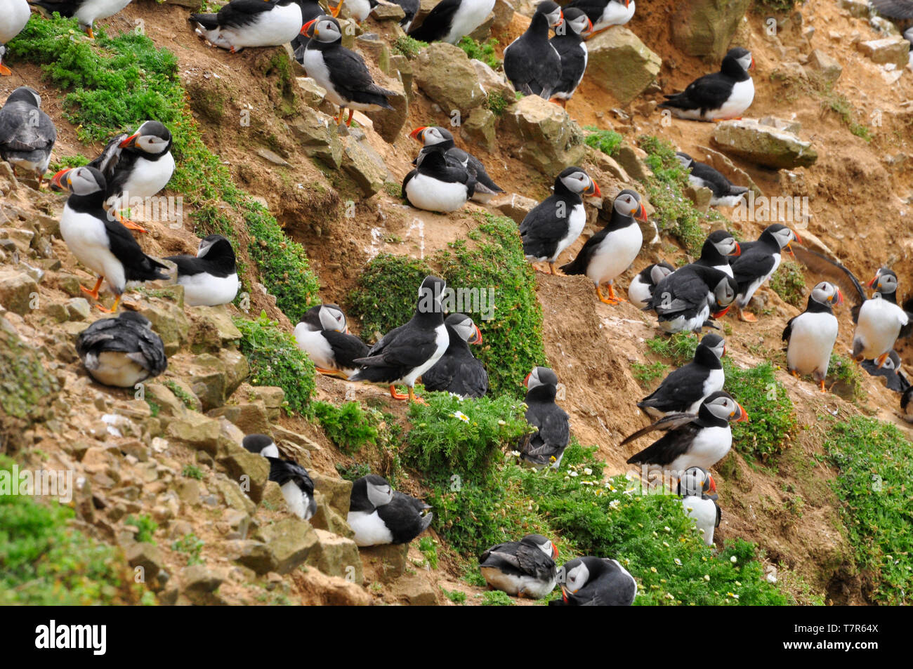 A crowded cliff face of puffins on the island of Skomer off the ...