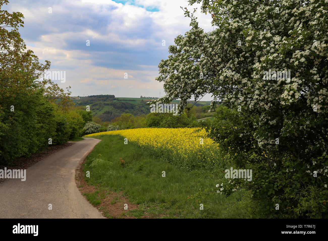 Spring landscape with flowering trees and fields Stock Photo - Alamy