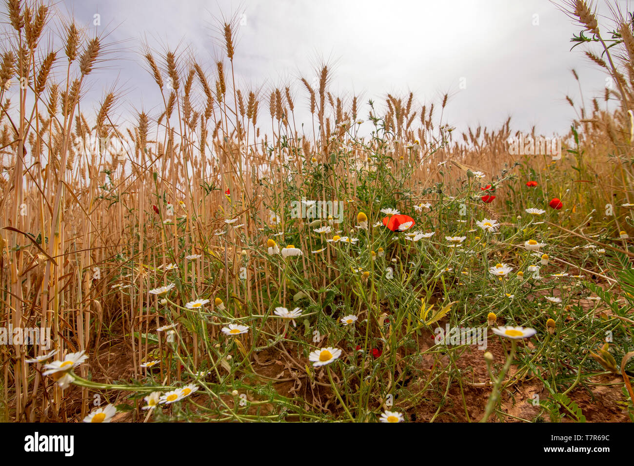 Wild flowers between the golden spikes of ripe wheat. Landscape Stock ...