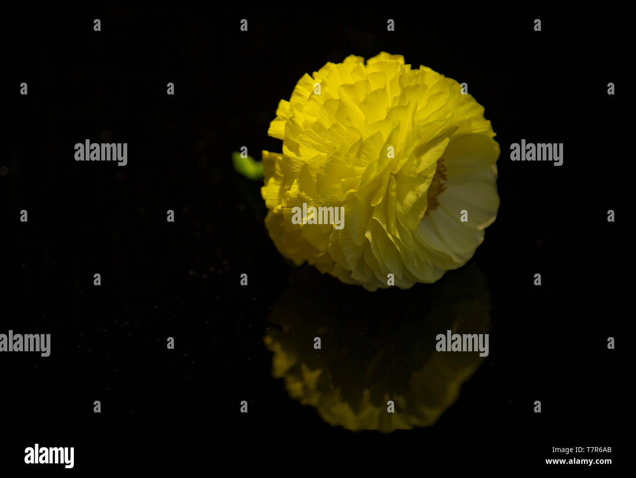 Buttercup flower head with reflection closeup isolated on black ...