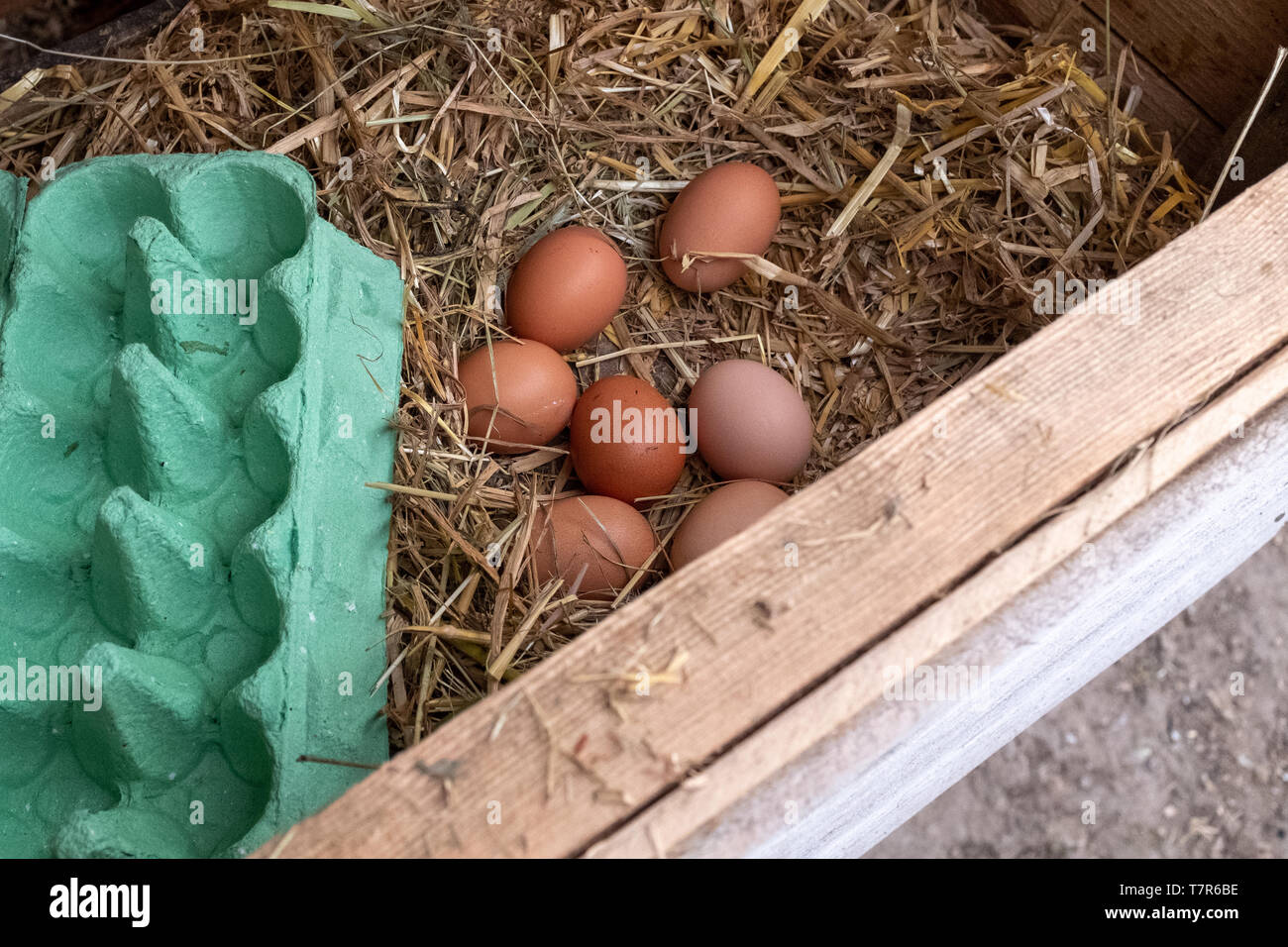 Hen sitting egg hi-res stock photography and images - Alamy
