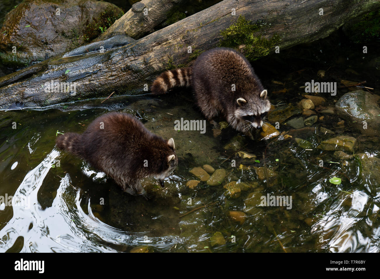 Wet raccoon foraging hi-res stock photography and images - Alamy