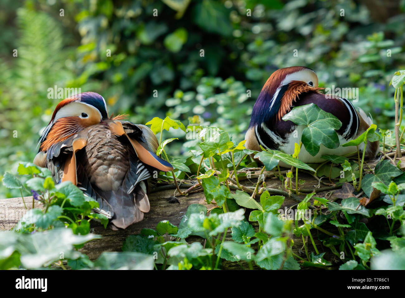 Portrait mandarin duck hi-res stock photography and images - Alamy