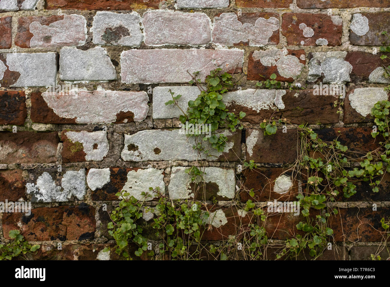 Old brick background with weeds hi-res stock photography and images - Alamy
