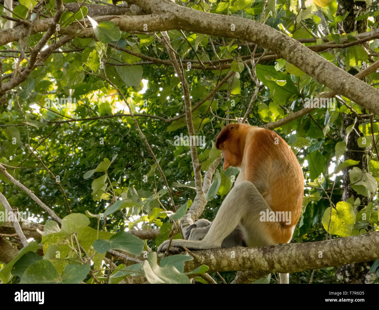 Proboscis monkey bako national park hi-res stock photography and images ...