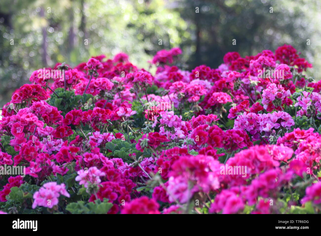 Spring flowers in full bloom Stock Photo - Alamy