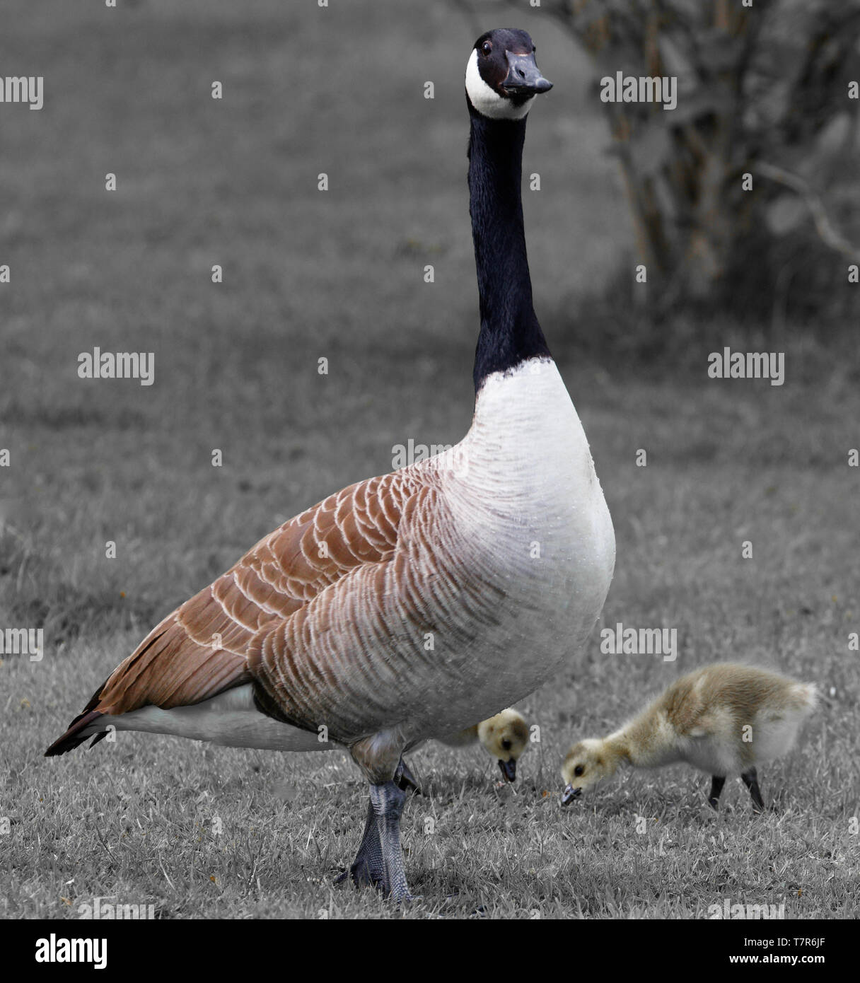 Goose and gosling by pond hi-res stock photography and images - Alamy