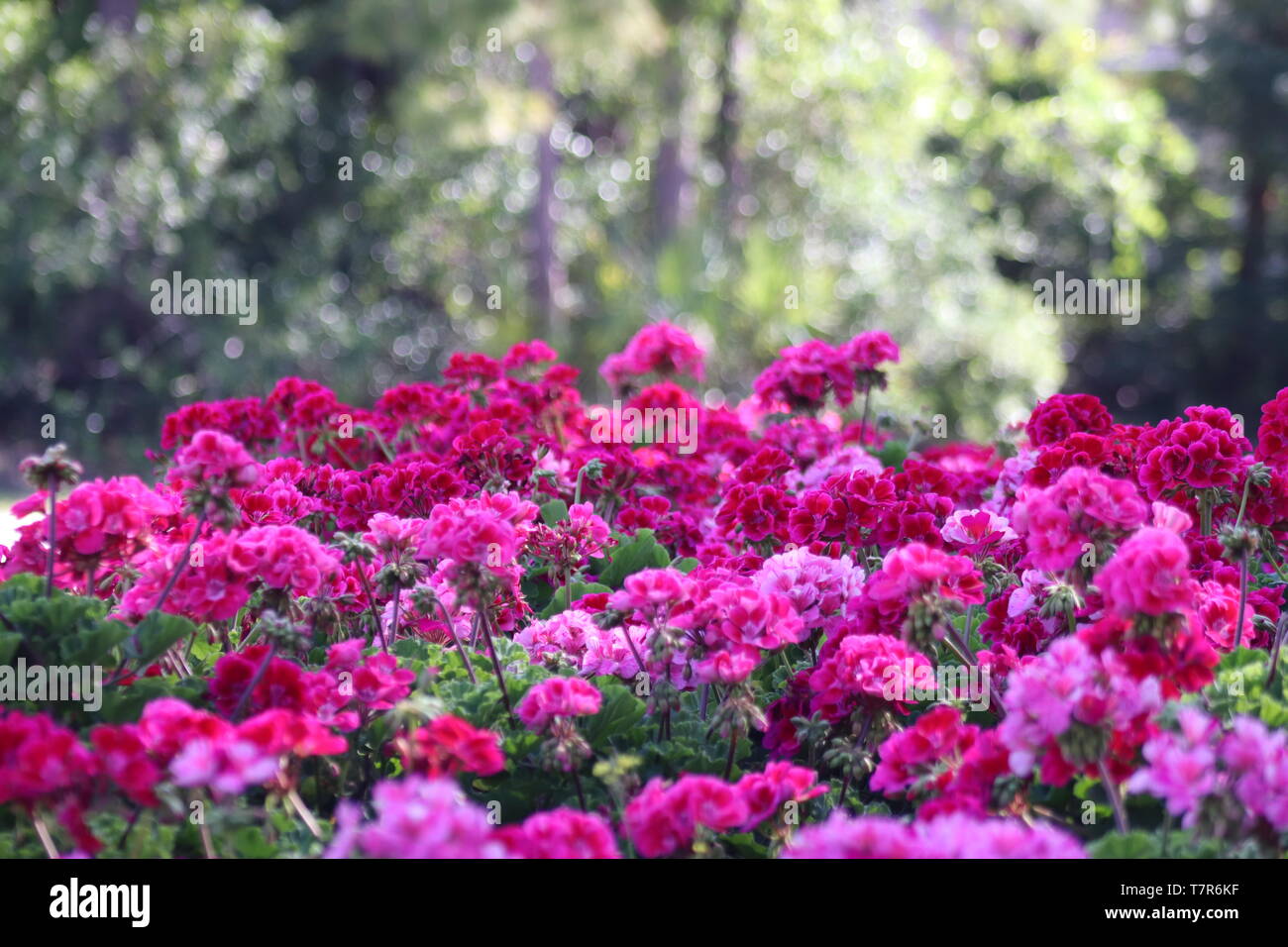 Spring flowers in full bloom Stock Photo - Alamy