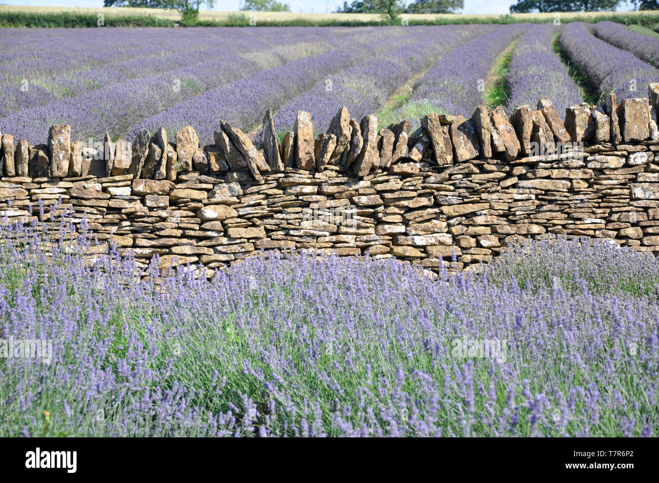Lavender fields hi-res stock photography and images - Alamy