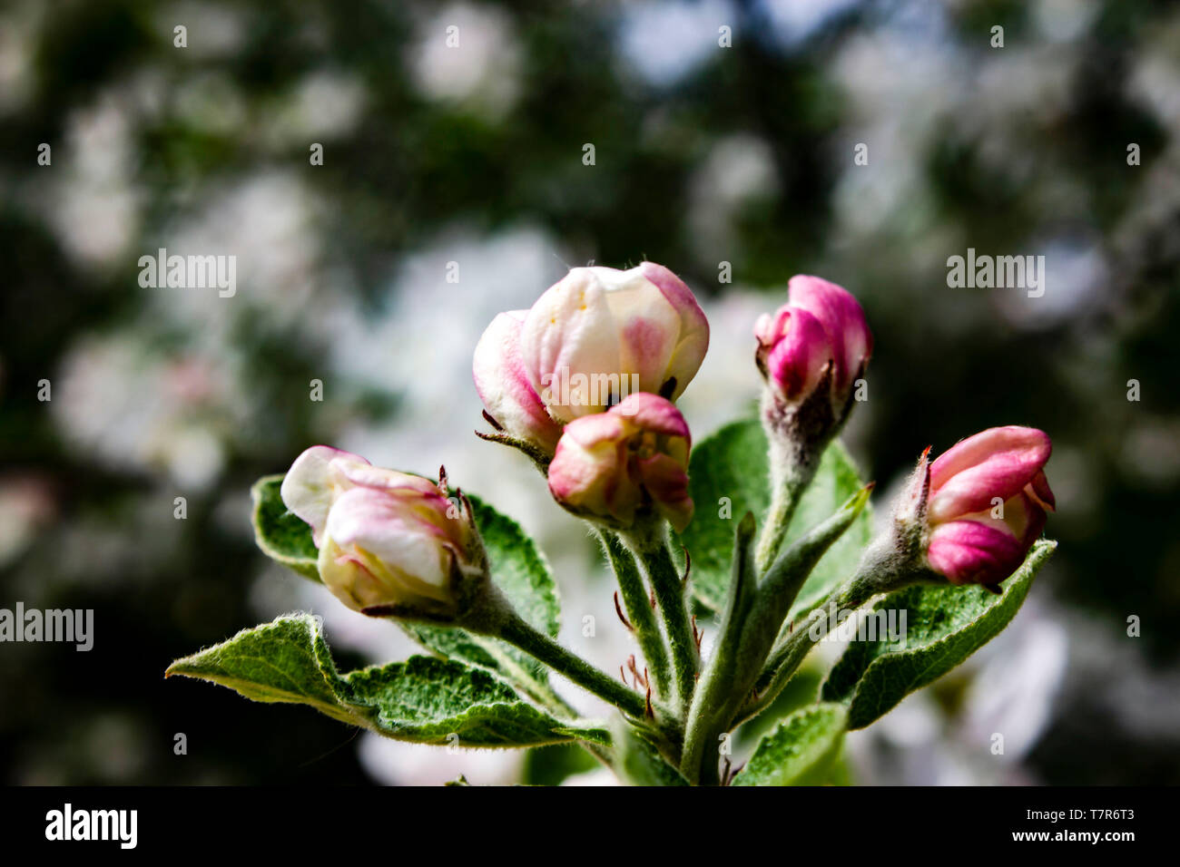 Blossombuds hi-res stock photography and images - Alamy