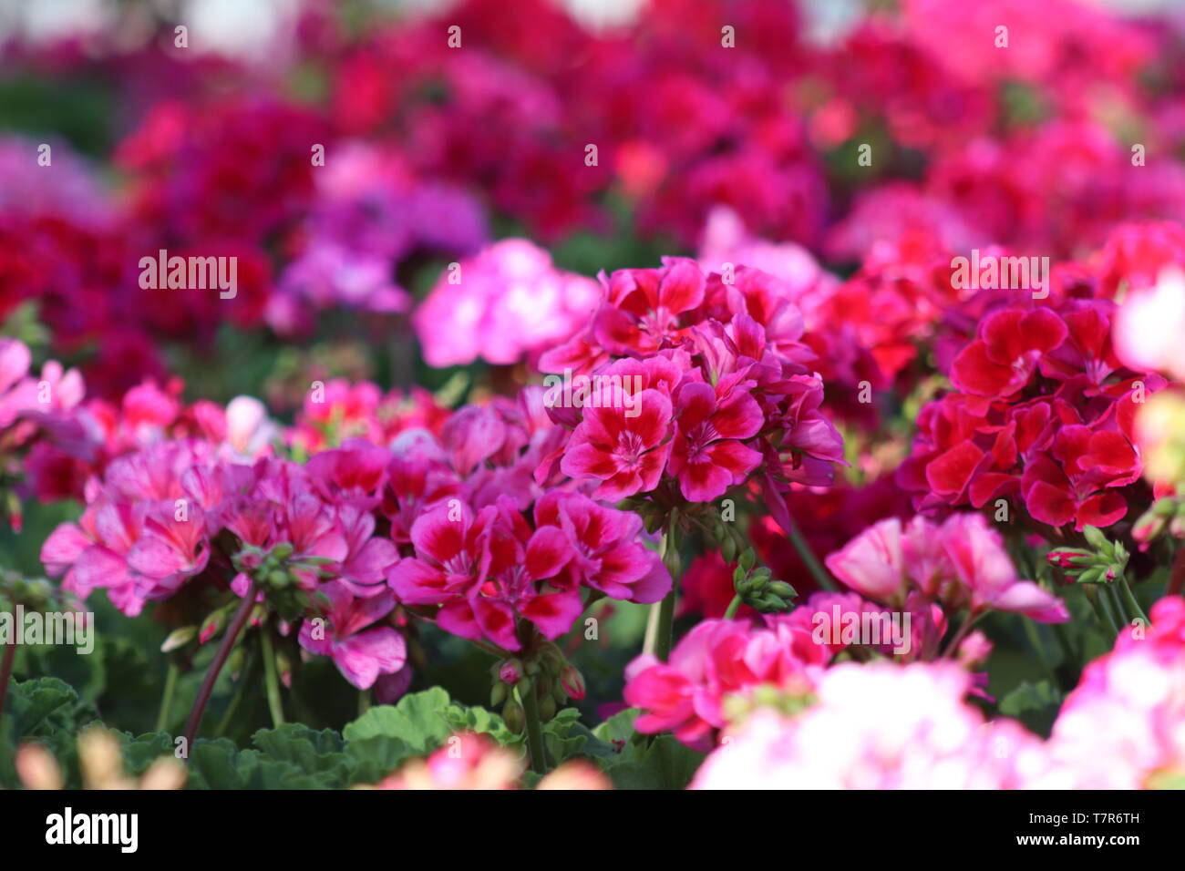 Best flower picture hi-res stock photography and images - Alamy