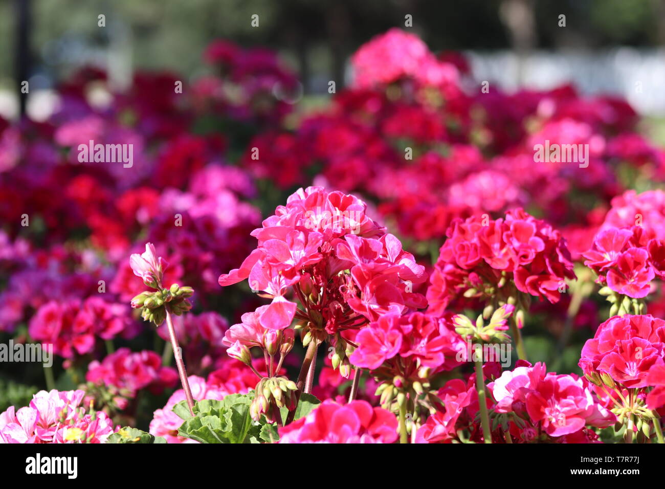 Best springtime flower photos hi-res stock photography and images - Alamy