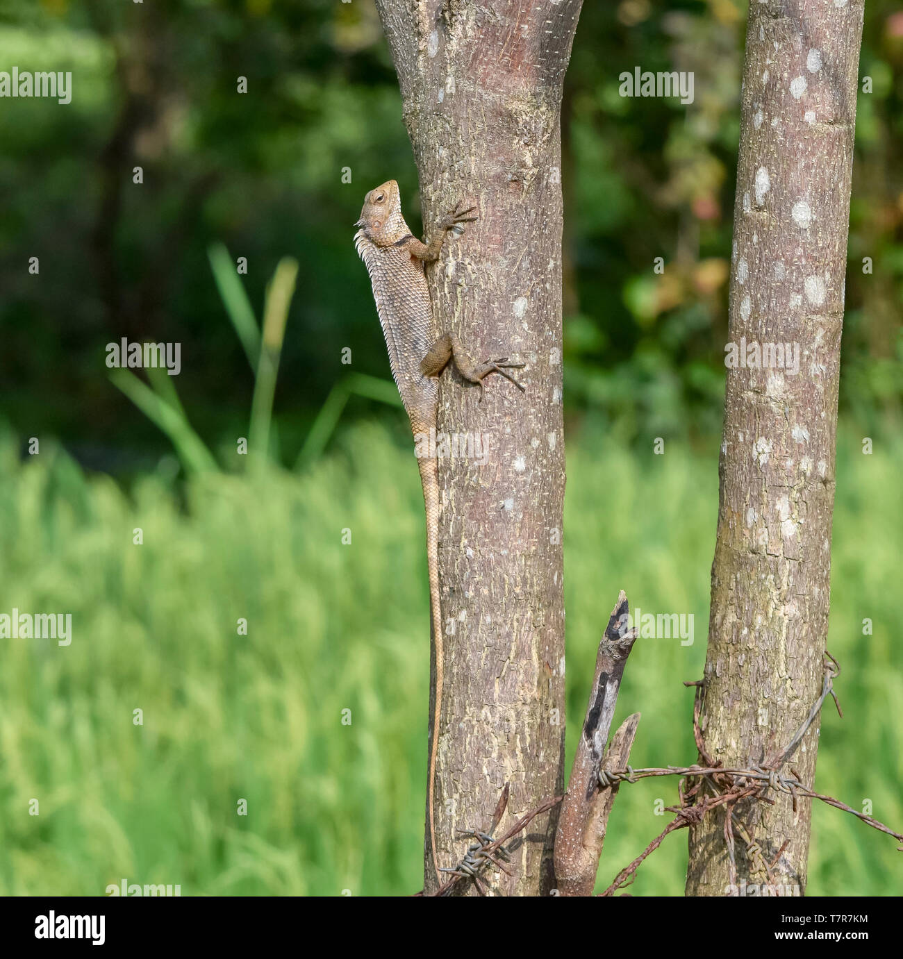 a dragon lizard climbing on a tree trunk seen in Sri Lanka Stock Photo ...