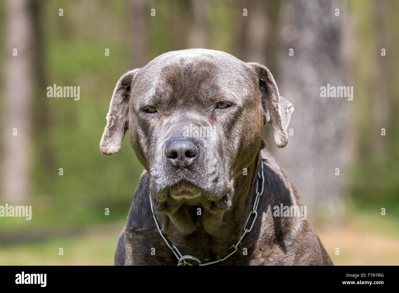 Bandog head hi-res stock photography and images - Alamy