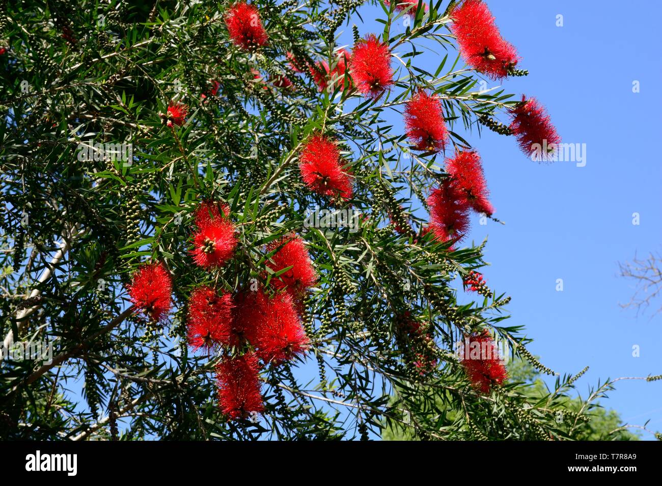 Callistermon hi-res stock photography and images - Alamy
